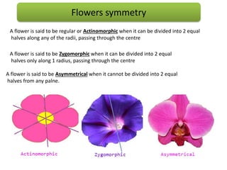Flower Morphology 11111111111111111111.pdf