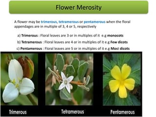Flower Morphology 11111111111111111111.pdf