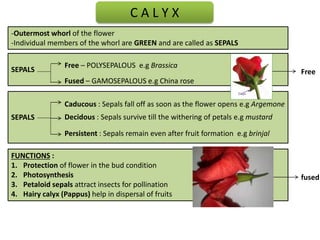 Flower Morphology 11111111111111111111.pdf