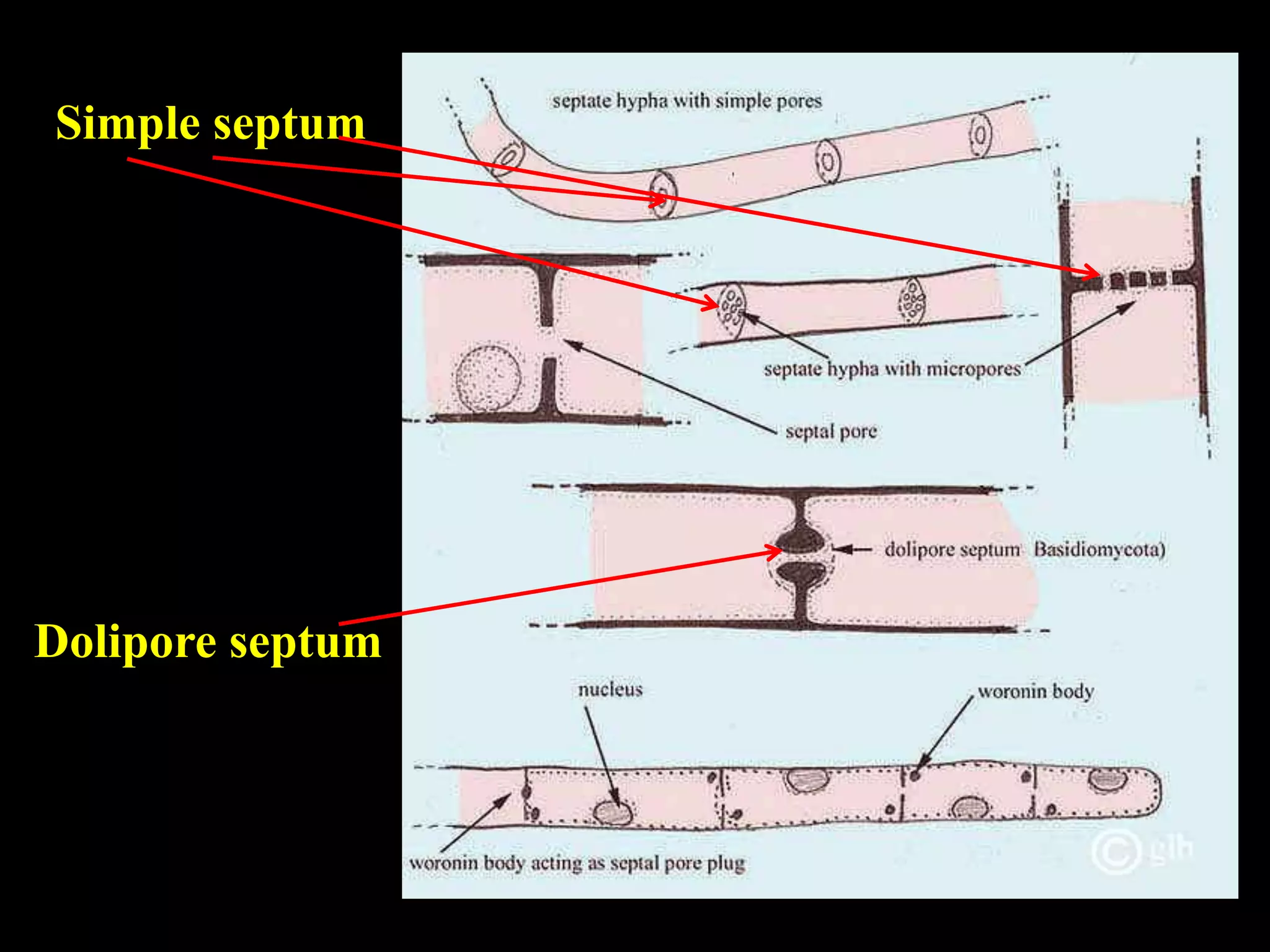 Lecture 7 General Characters of fungi - Vegetative structures.pptx