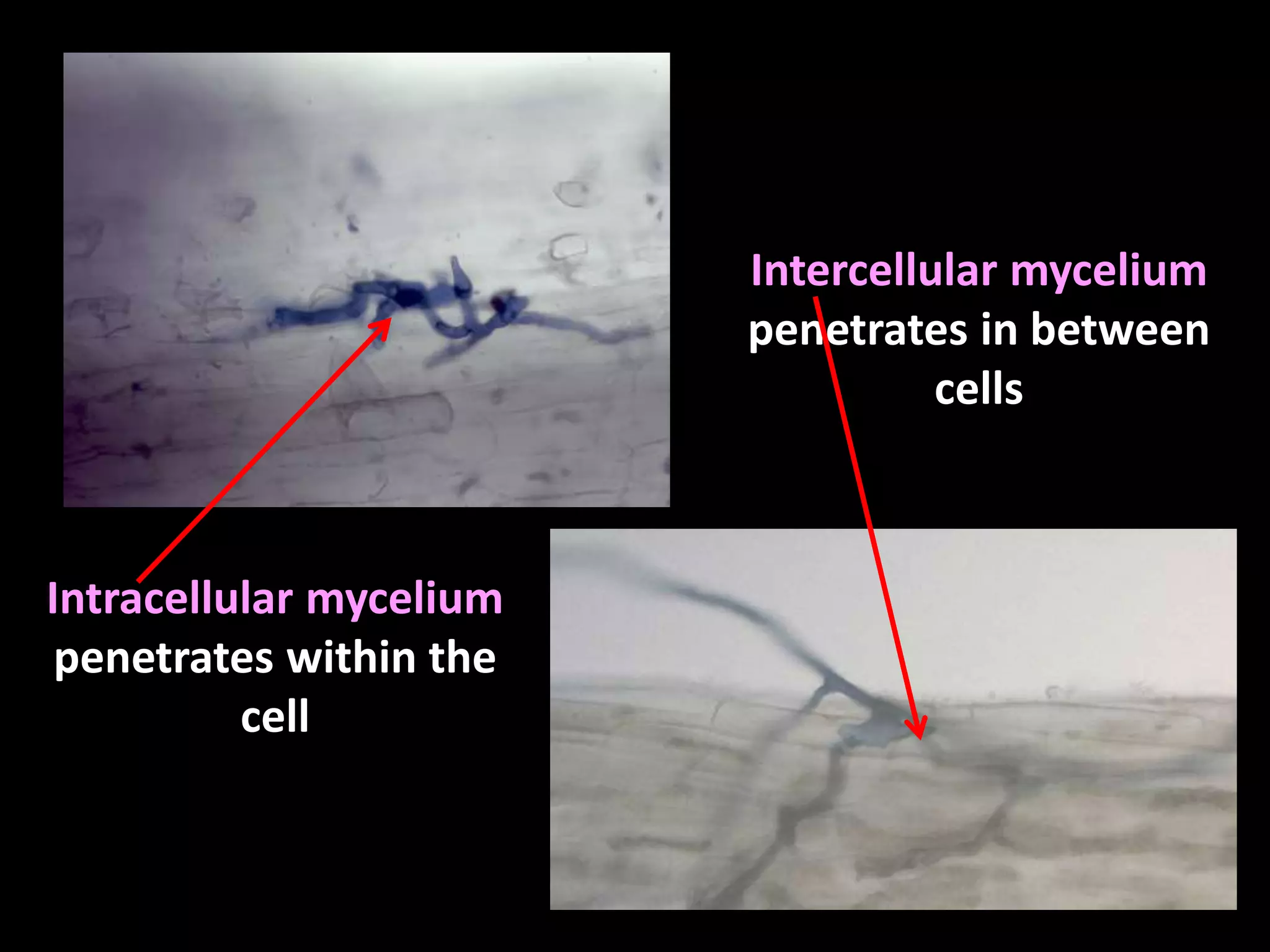 Lecture 7 General Characters of fungi - Vegetative structures.pptx