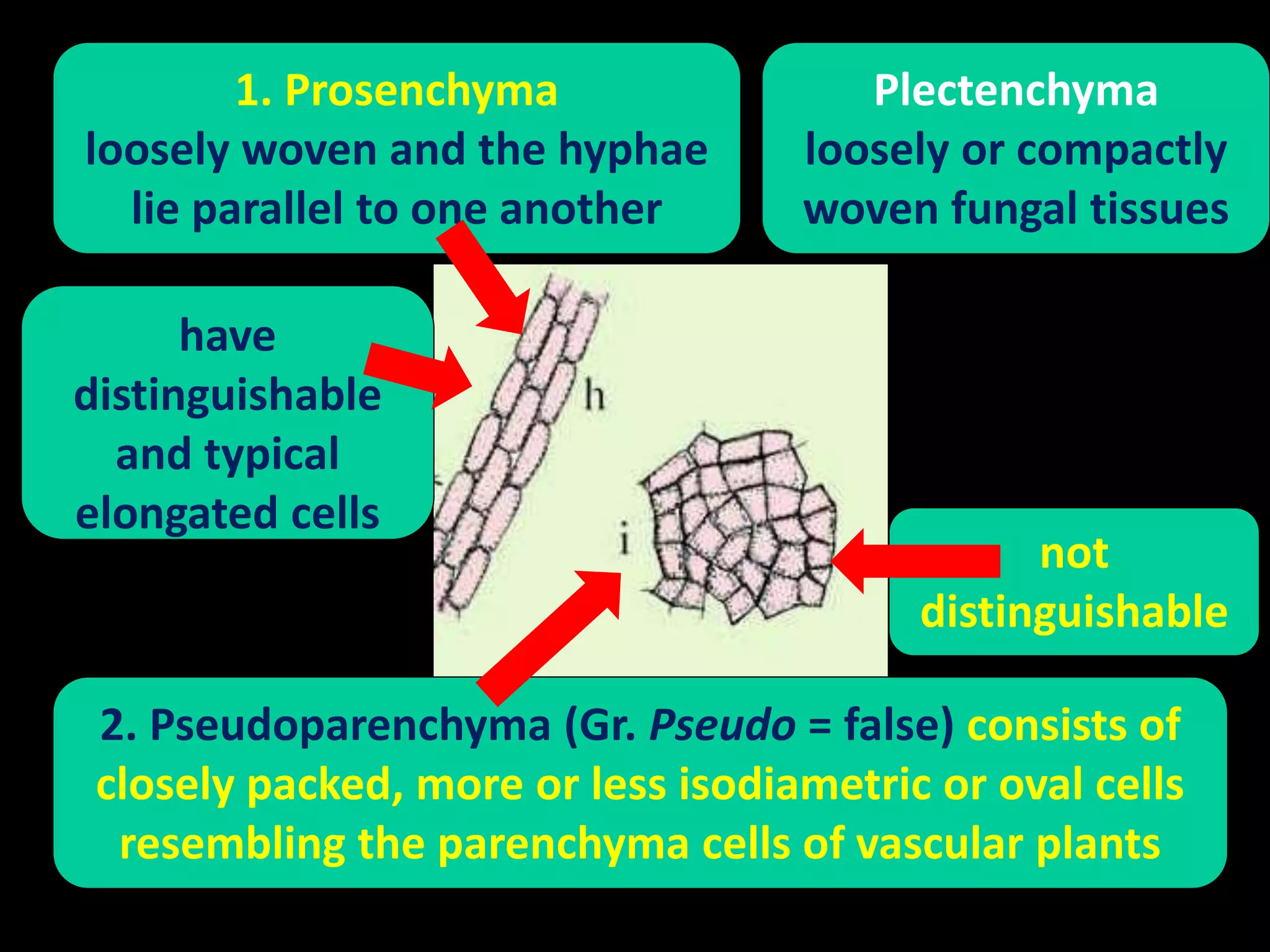 Lecture 7 General Characters of fungi - Vegetative structures.pptx
