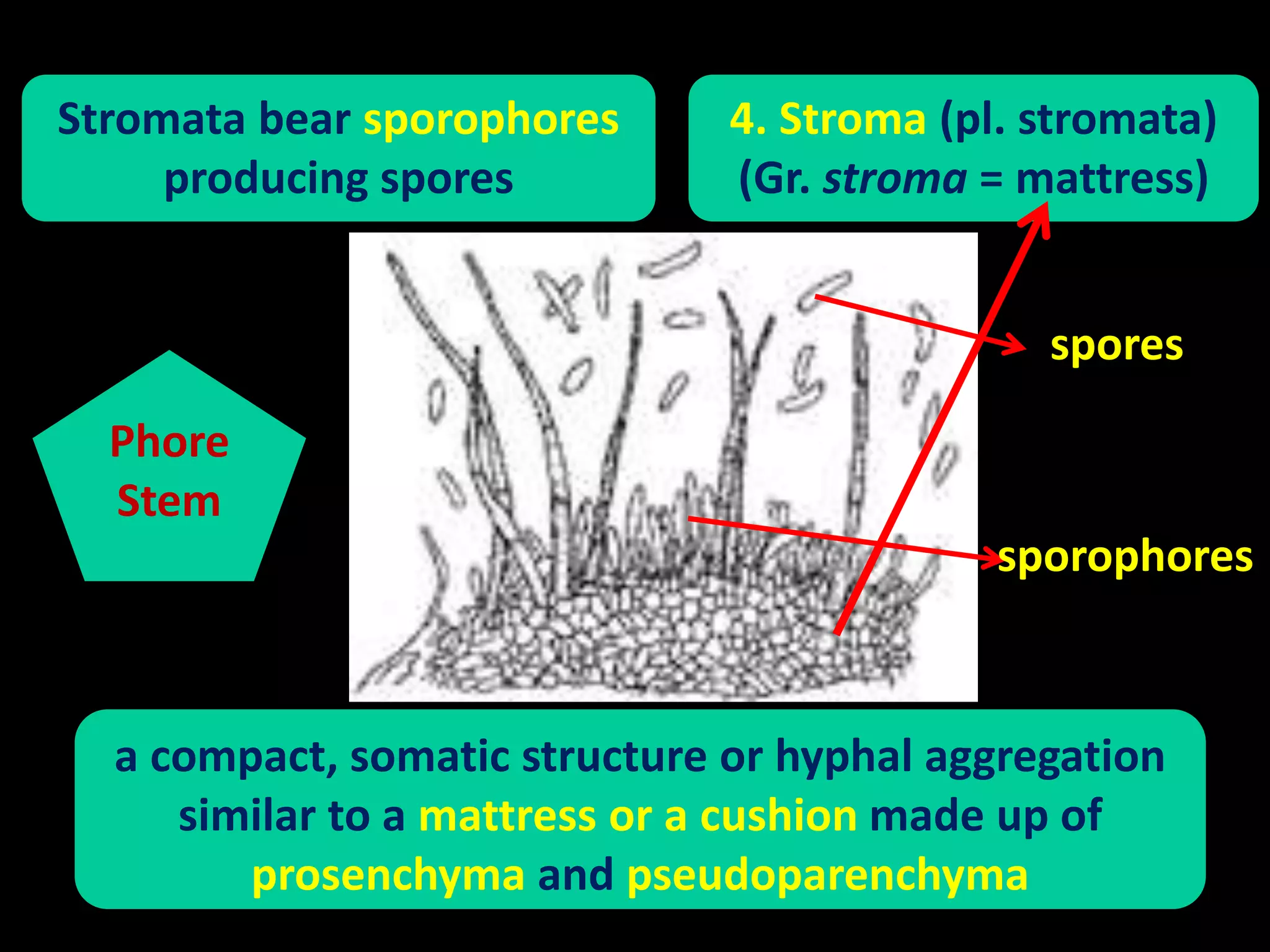 Lecture 7 General Characters of fungi - Vegetative structures.pptx