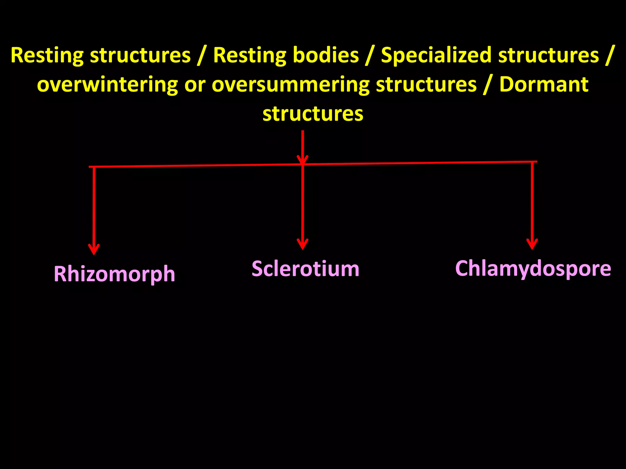 Lecture 7 General Characters of fungi - Vegetative structures.pptx