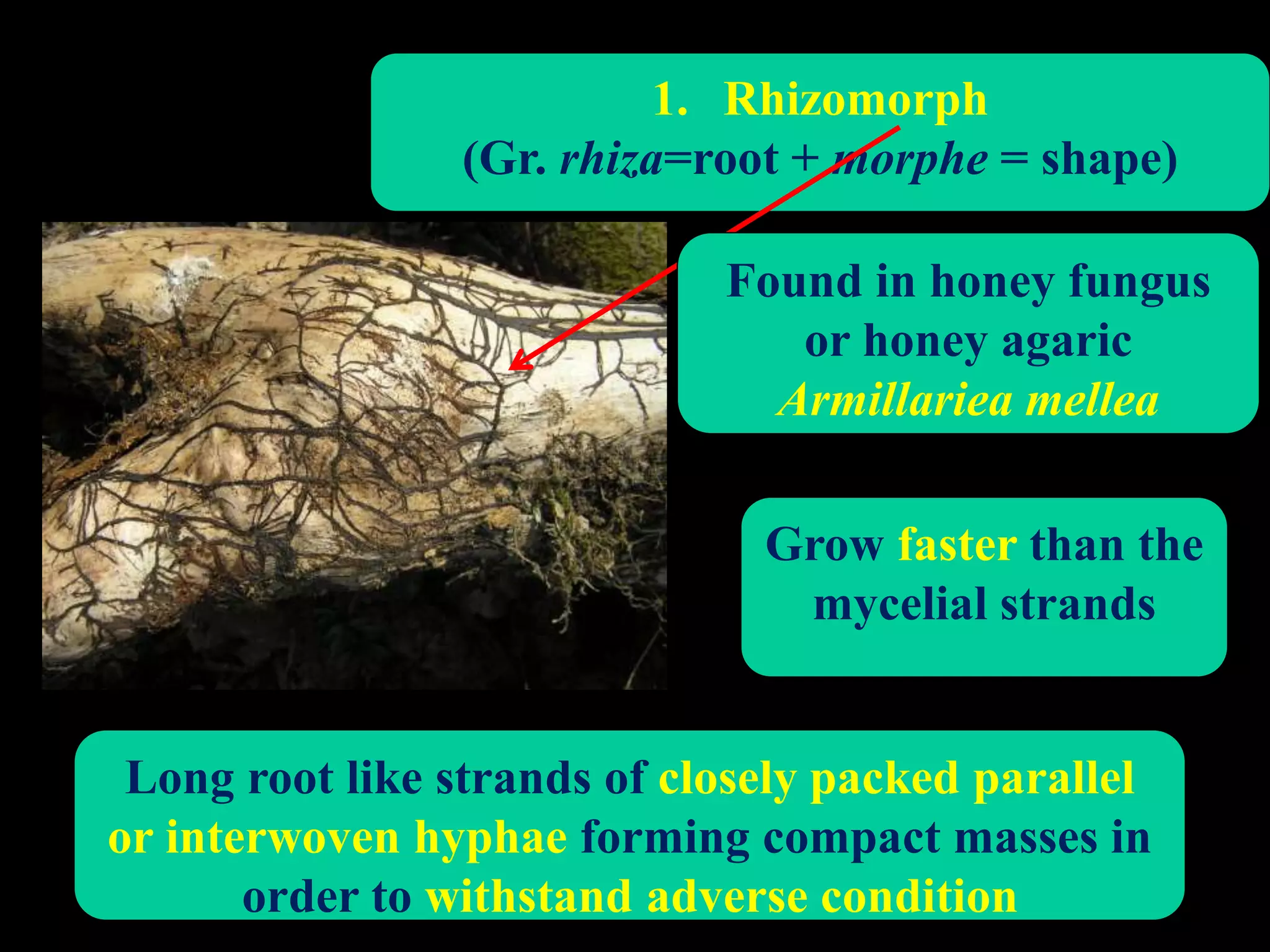 Lecture 7 General Characters of fungi - Vegetative structures.pptx