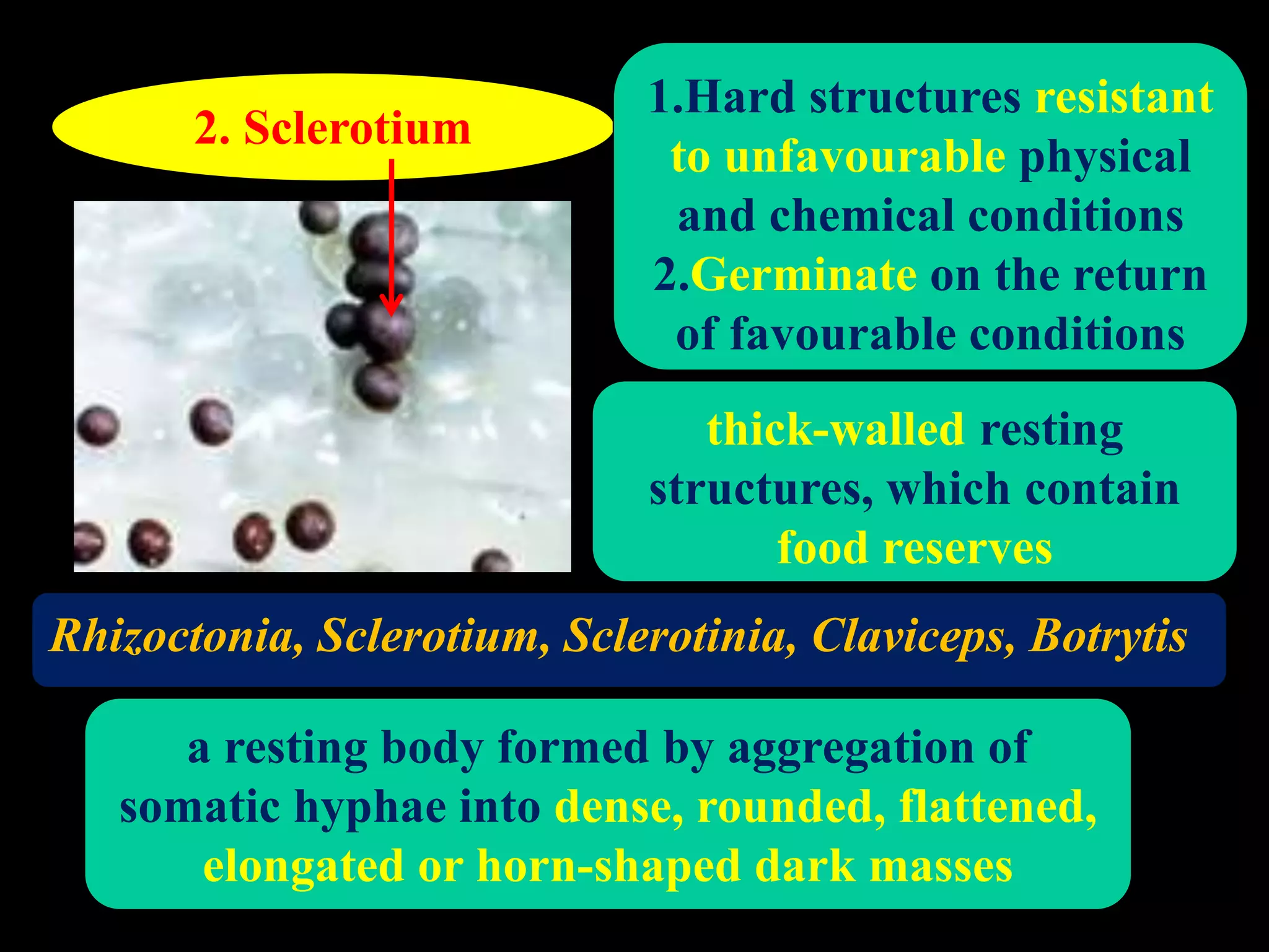 Lecture 7 General Characters of fungi - Vegetative structures.pptx