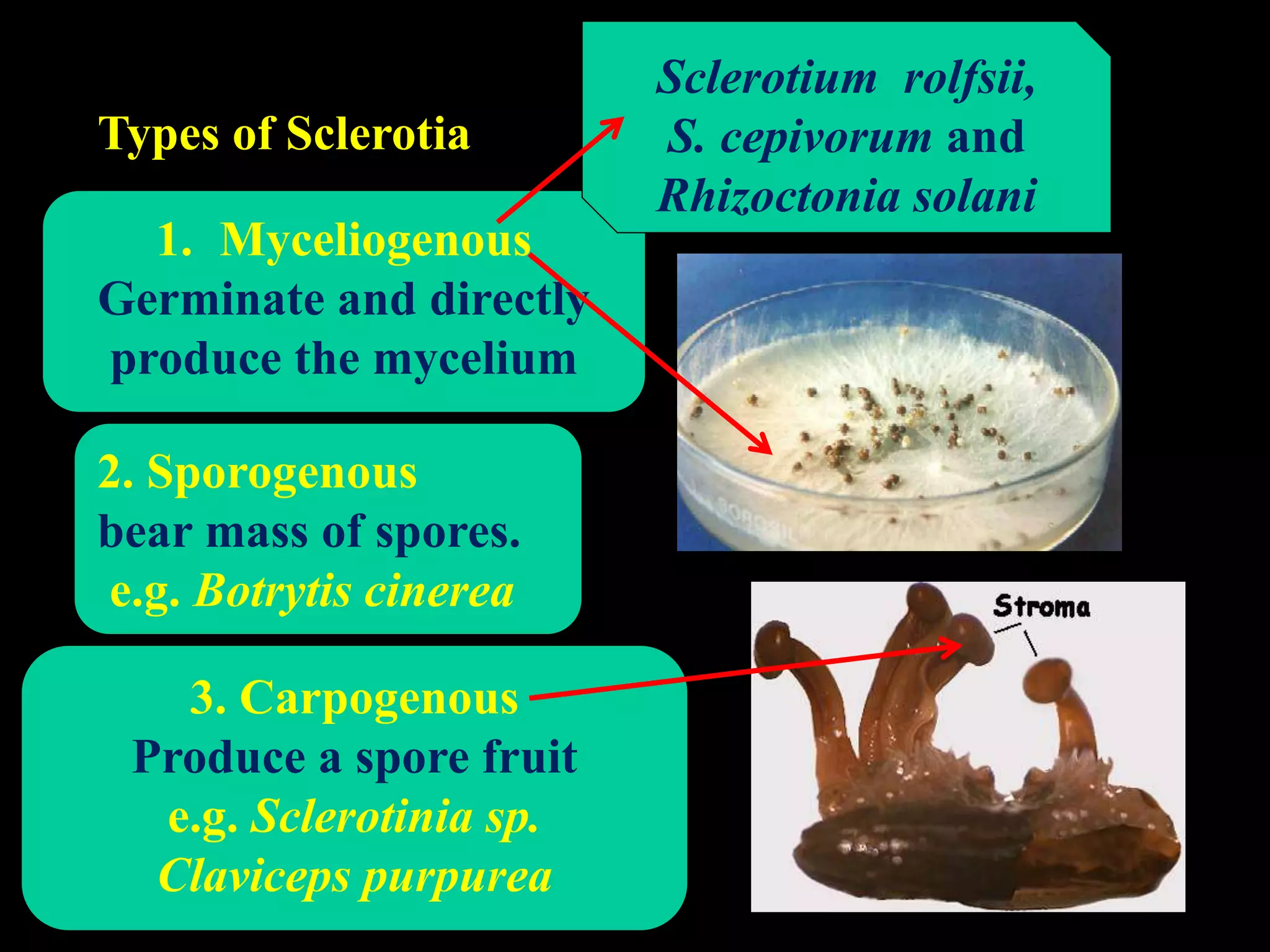 Lecture 7 General Characters of fungi - Vegetative structures.pptx