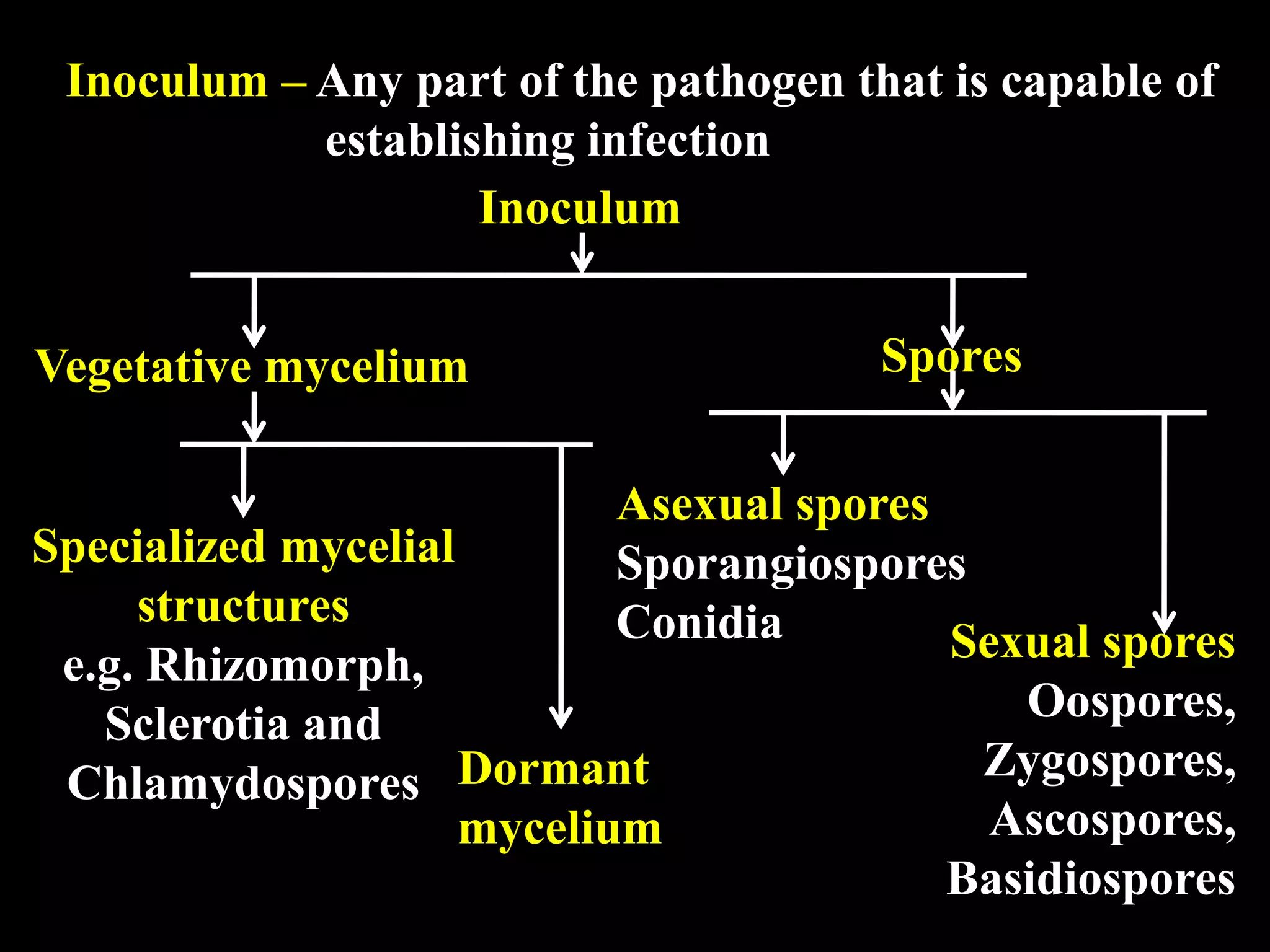 Lecture 7 General Characters of fungi - Vegetative structures.pptx