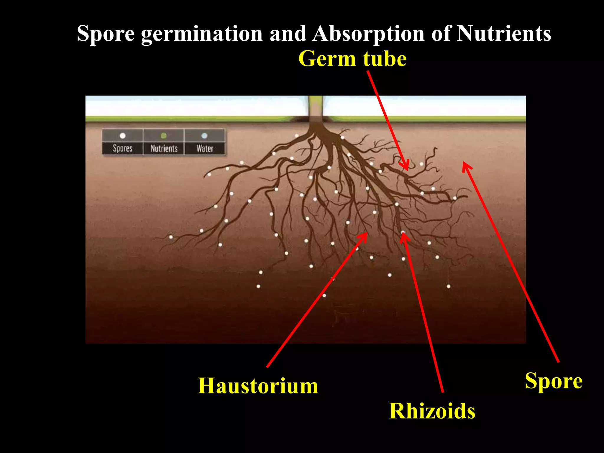 Lecture 7 General Characters of fungi - Vegetative structures.pptx