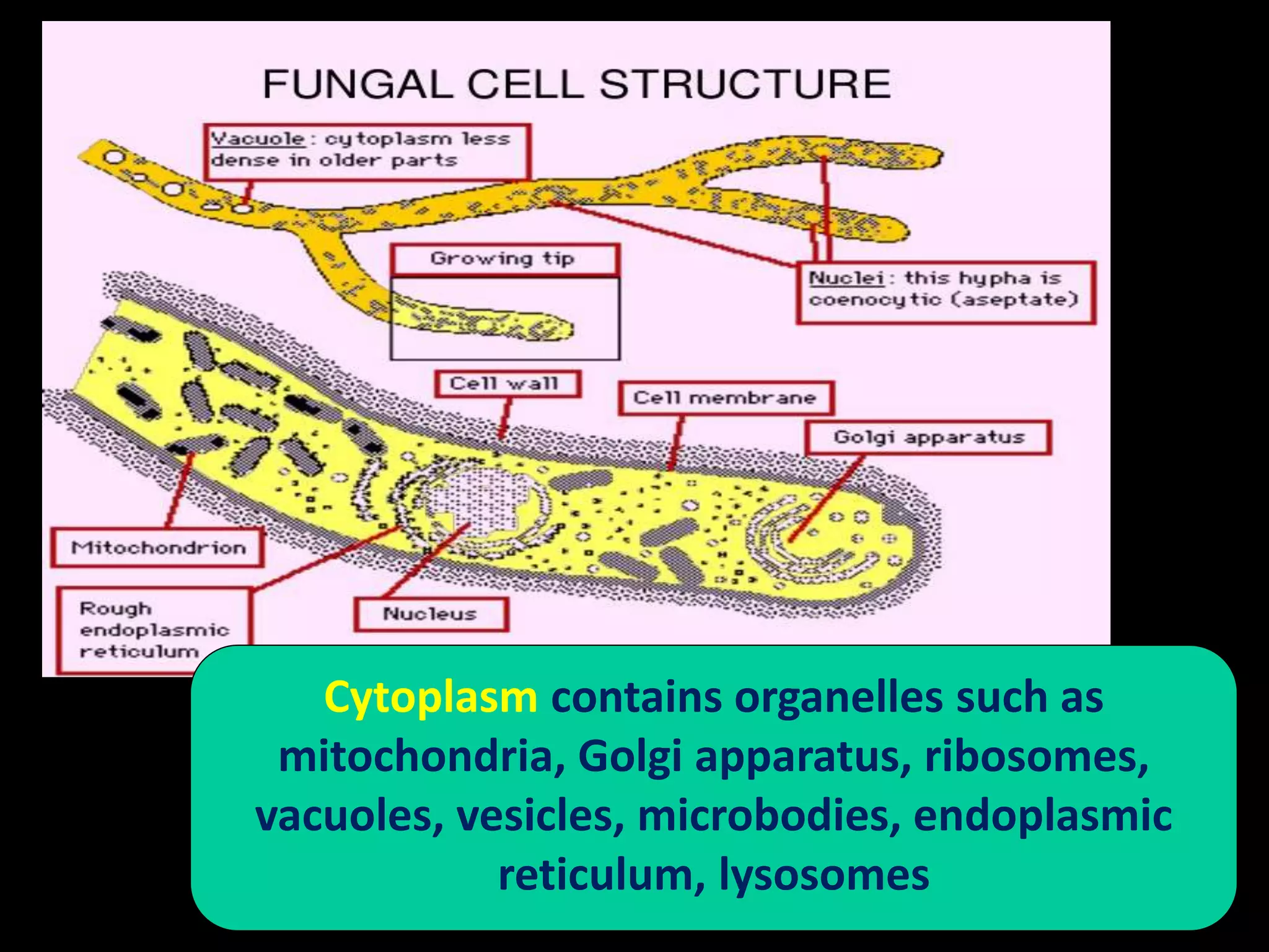 Lecture 7 General Characters of fungi - Vegetative structures.pptx