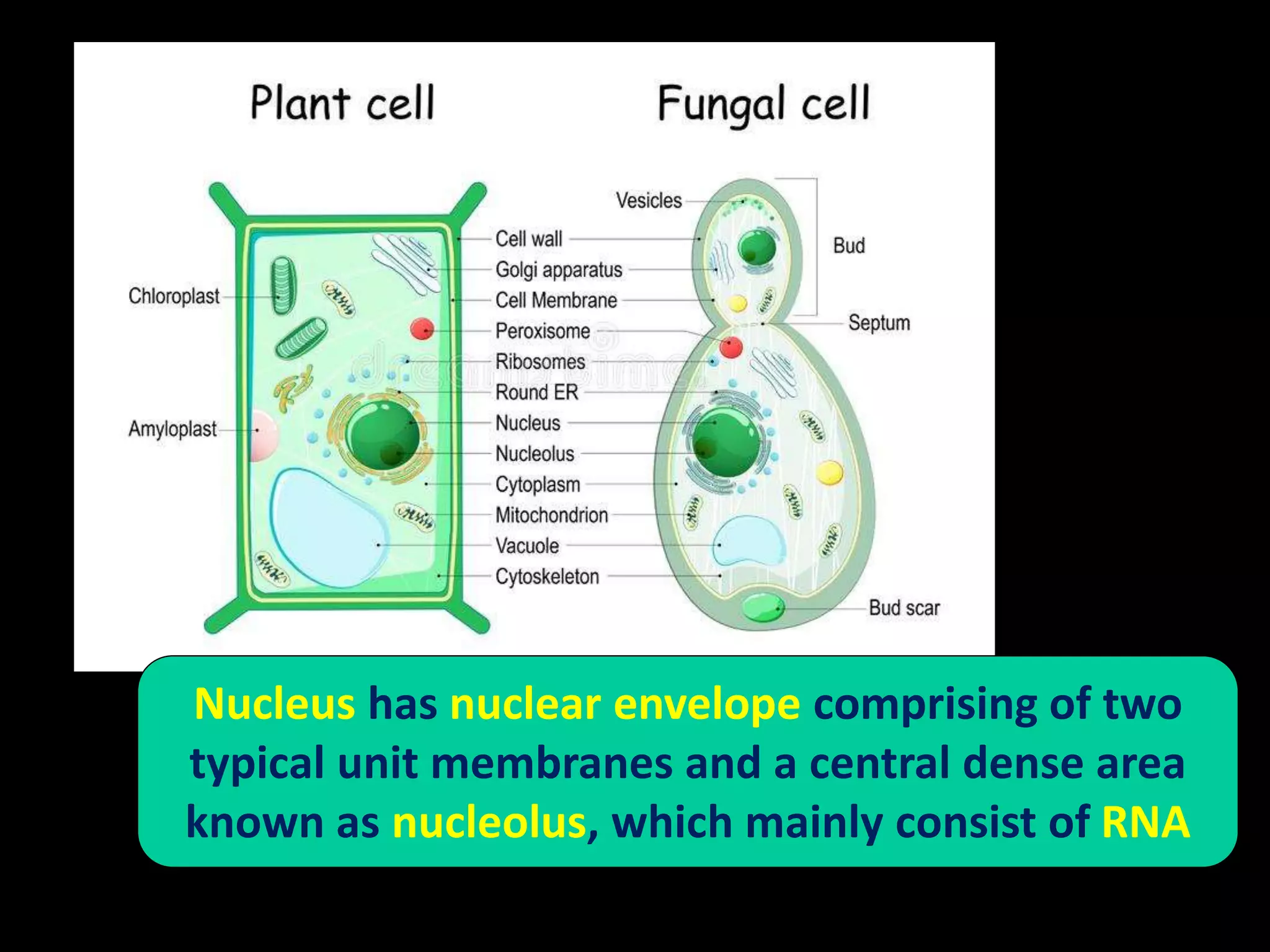 Lecture 7 General Characters of fungi - Vegetative structures.pptx