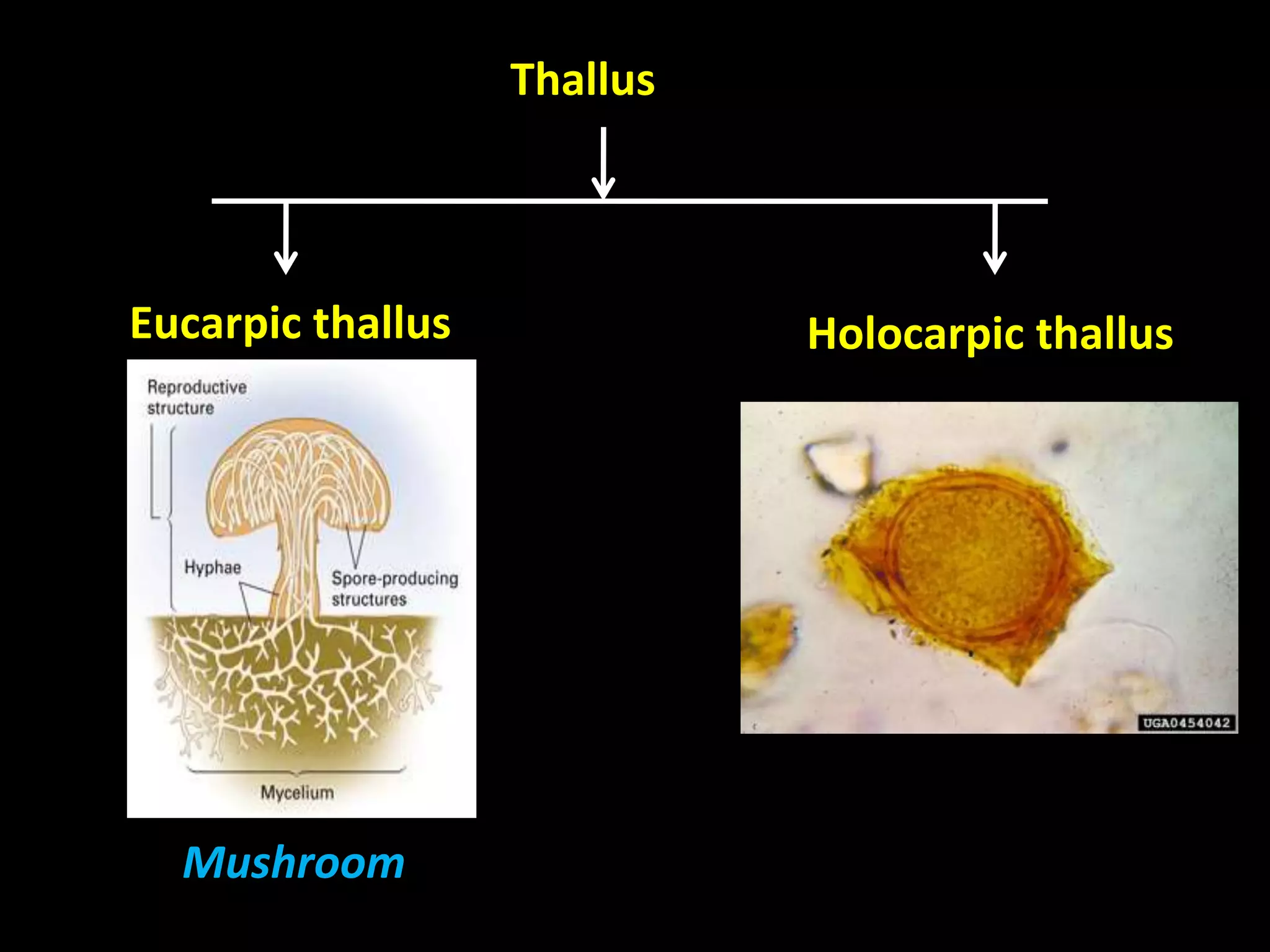 Lecture 7 General Characters of fungi - Vegetative structures.pptx