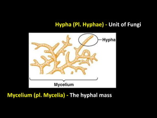 Lecture 7 General Characters of fungi - Vegetative structures.pptx