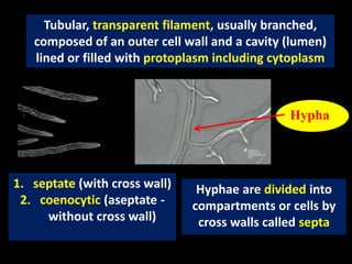 Lecture 7 General Characters of fungi - Vegetative structures.pptx