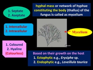 Lecture 7 General Characters of fungi - Vegetative structures.pptx