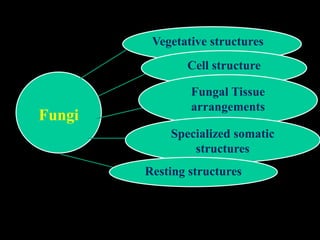 Lecture 7 General Characters of fungi - Vegetative structures.pptx