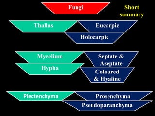 Lecture 7 General Characters of fungi - Vegetative structures.pptx