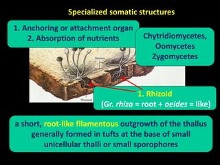 Lecture 7 General Characters of fungi - Vegetative structures.pptx
