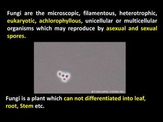 Lecture 7 General Characters of fungi - Vegetative structures.pptx