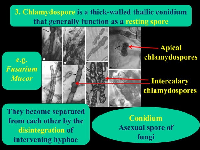 Lecture 7 General Characters of fungi - Vegetative structures.pptx