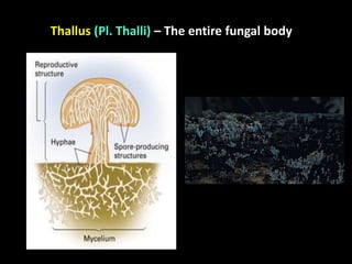 Lecture 7 General Characters of fungi - Vegetative structures.pptx