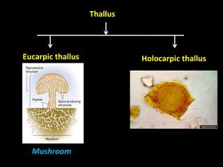 Lecture 7 General Characters of fungi - Vegetative structures.pptx