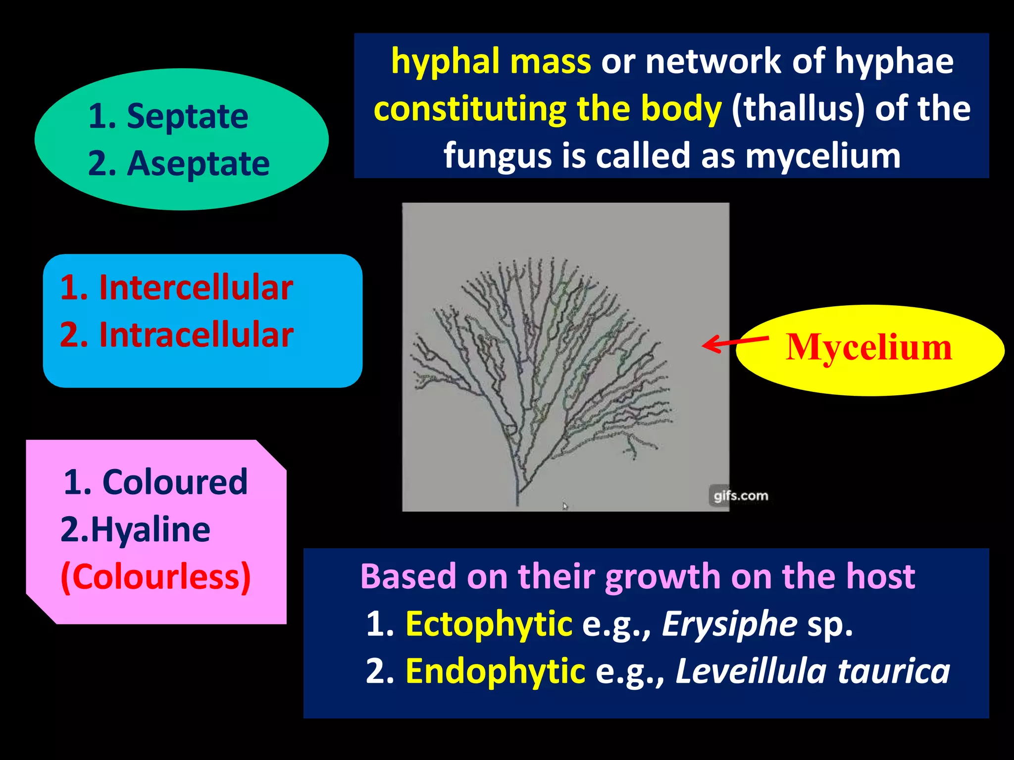 Lecture 7 General Characters of fungi - Vegetative structures (1).pptx