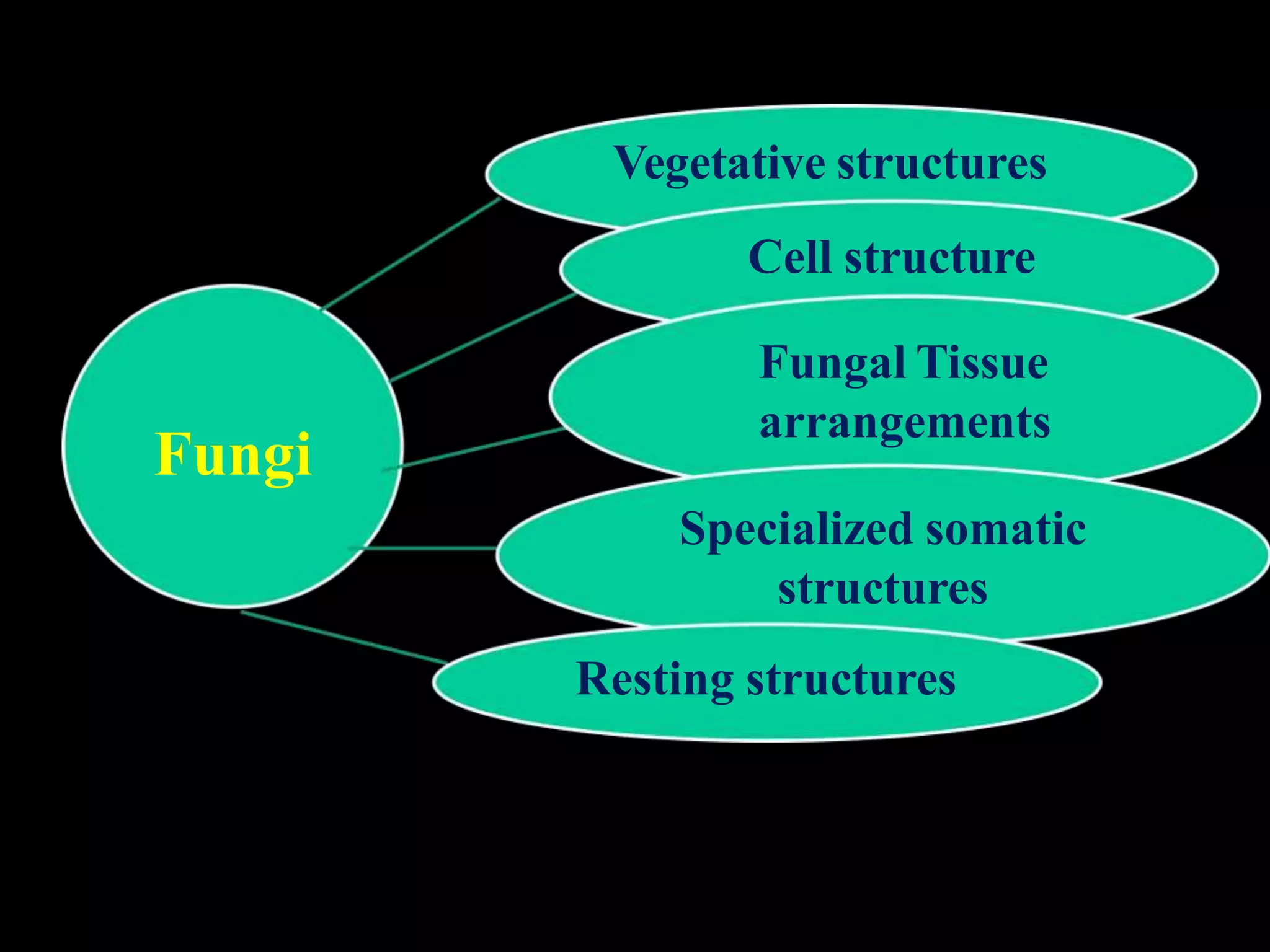 Lecture 7 General Characters of fungi - Vegetative structures (1).pptx