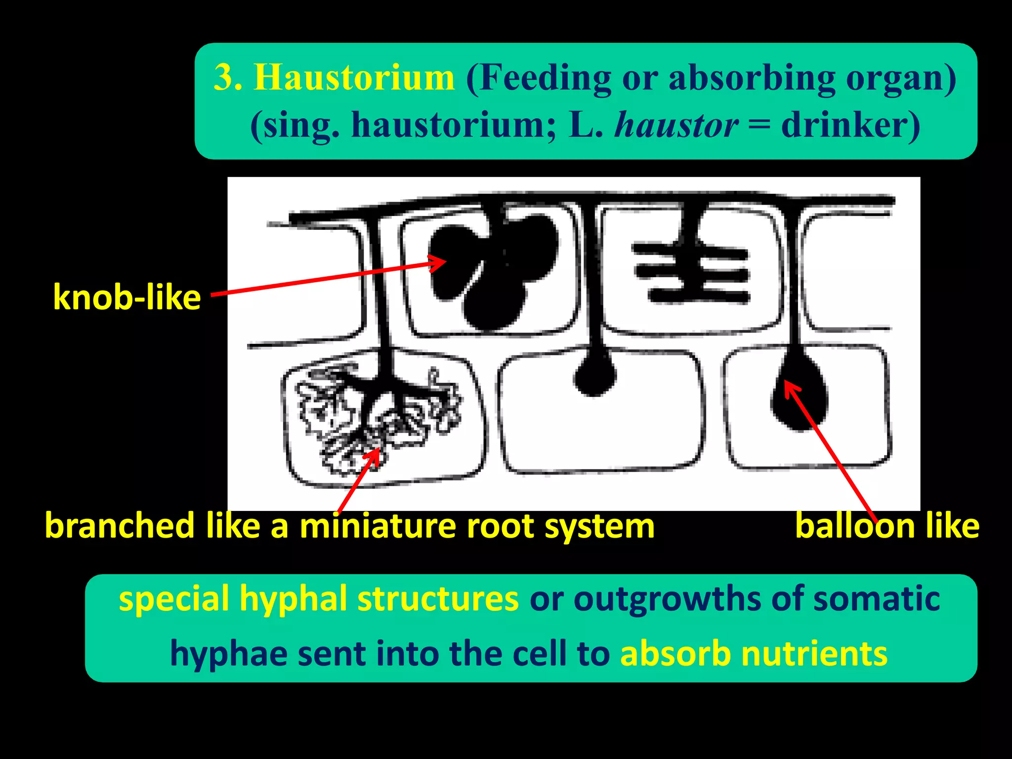Lecture 7 General Characters of fungi - Vegetative structures (1).pptx