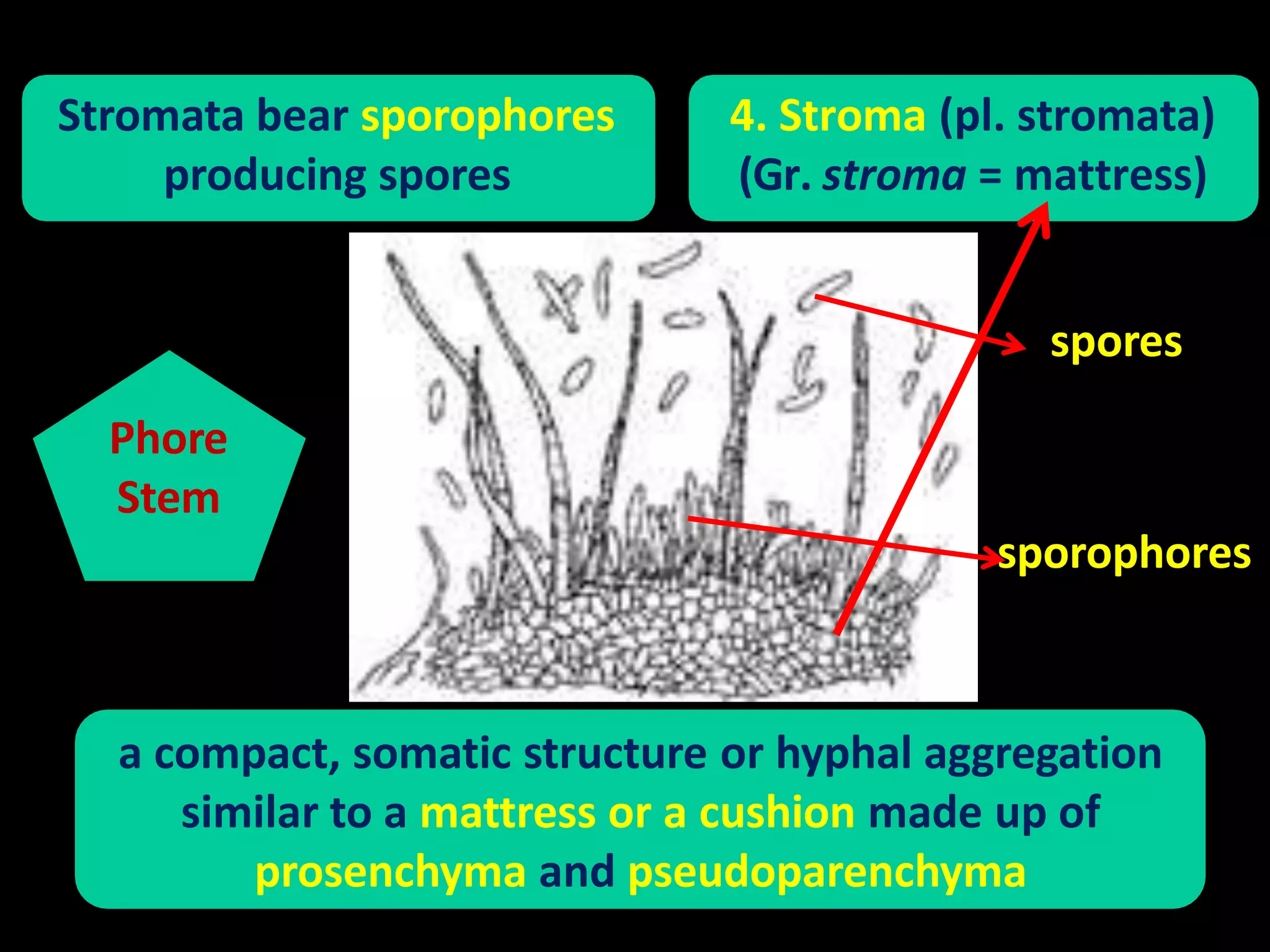 Lecture 7 General Characters of fungi - Vegetative structures (1).pptx