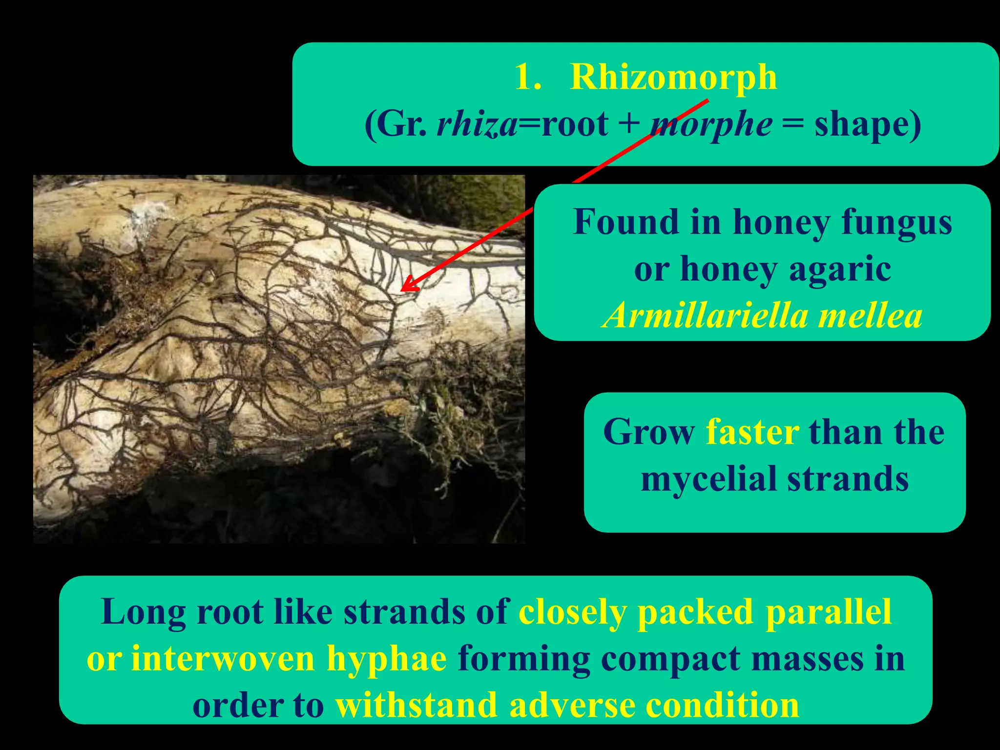 Lecture 7 General Characters of fungi - Vegetative structures (1).pptx