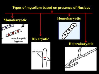 Lecture 7 General Characters of fungi - Vegetative structures (1).pptx