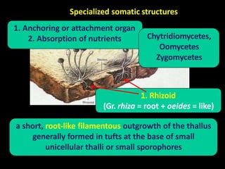 Lecture 7 General Characters of fungi - Vegetative structures (1).pptx