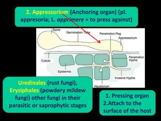 Lecture 7 General Characters of fungi - Vegetative structures (1).pptx