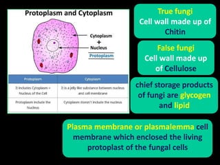 Lecture 7 General Characters of fungi - Vegetative structures (1).pptx