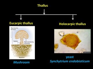 Lecture 7 General Characters of fungi - Vegetative structures (1).pptx ...