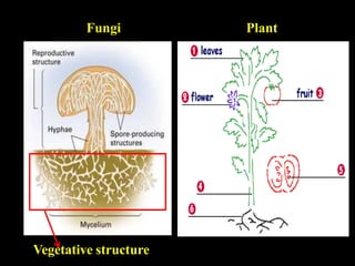 Lecture 7 General Characters of fungi - Vegetative structures (1).pptx
