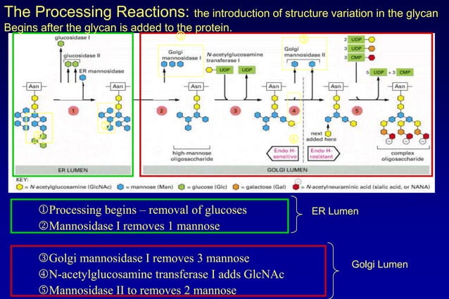 Lecture 7 glycosylation in cell culture | PPTX
