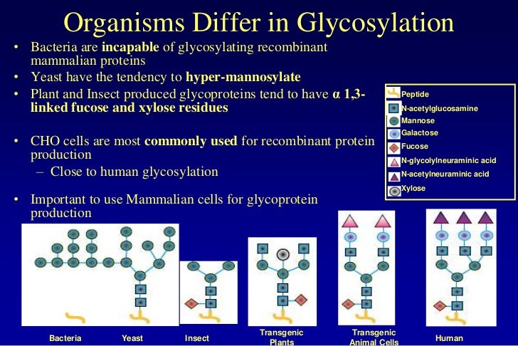 Lecture 7 glycosylation in cell culture