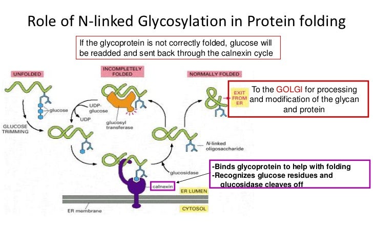 Lecture 7 glycosylation in cell culture