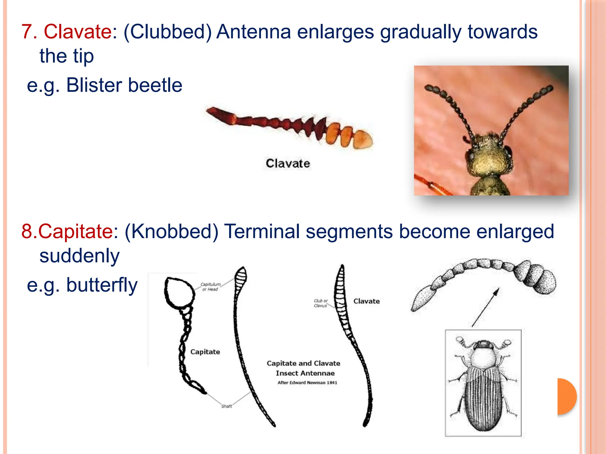 Lecture 7 Study of Insect Antenna and their morphology | PPT