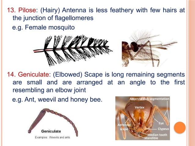 Lecture 7 Study of Insect Antenna and their morphology | PPT