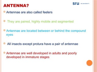 Lecture 7 Study of Insect Antenna and their morphology | PPTX