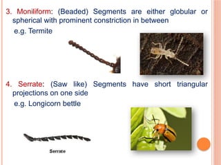 Lecture 7 Study of Insect Antenna and their morphology | PPTX