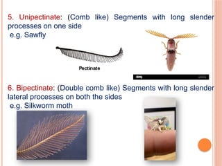 Lecture 7 Study of Insect Antenna and their morphology | PPTX