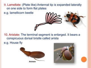 Lecture 7 Study of Insect Antenna and their morphology | PPTX