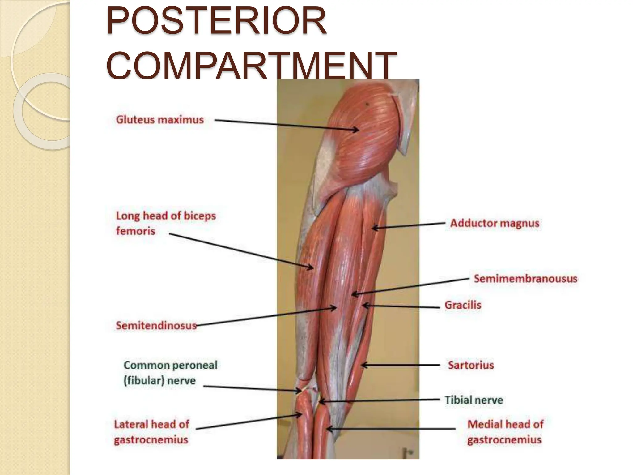 LECTURE 7MEDIAL and posterior compartment of thigh.ppt