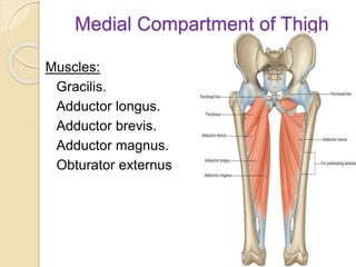 LECTURE 7MEDIAL and posterior compartment of thigh.ppt