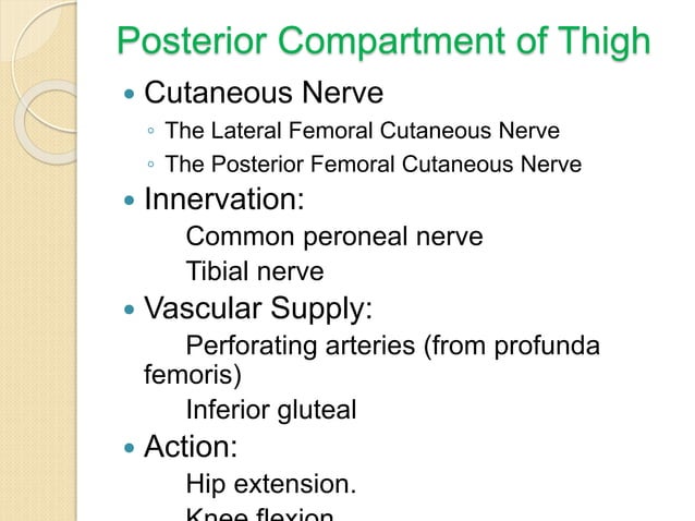 LECTURE 7MEDIAL and posterior compartment of thigh.ppt | Death, Injury ...