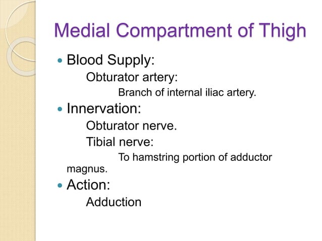 LECTURE 7MEDIAL and posterior compartment of thigh.ppt | Death, Injury ...